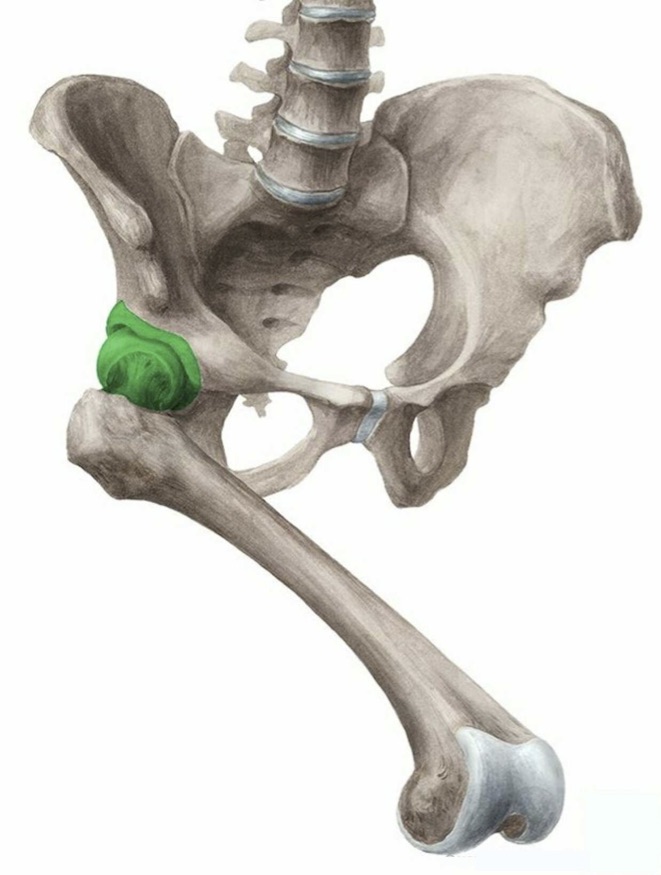 Hip Joint Mobilisation and Stabilisation - Chiropractic and Yoga Alignment
