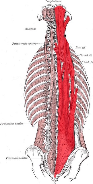 Trunk: Spine Lengthening - Chiropractic and Yoga Alignment